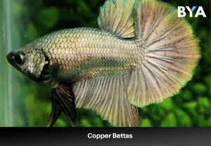 24 Types Of Betta Fish Colors and Patterns
