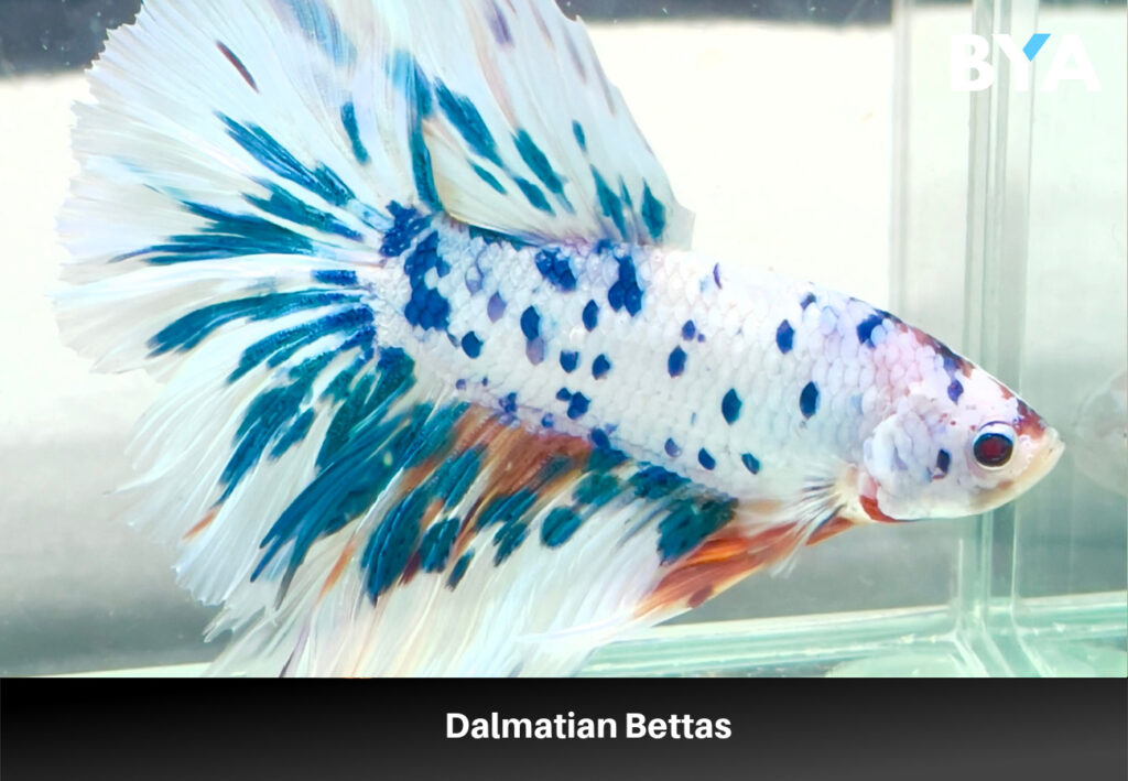 24 Types Of Betta Fish Colors and Patterns