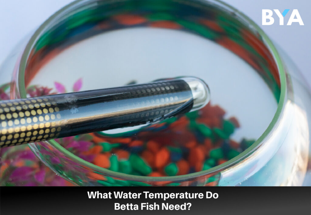 What Water Temperature Do Betta Fish Need?