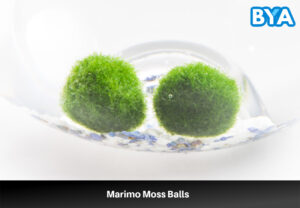 The 22 Best Plants For Betta Fish - Build Your Aquarium