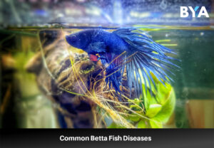 16 Common Betta Fish Diseases