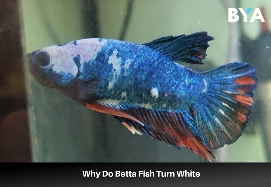 Why Betta Fish Turn White and How To Prevent It