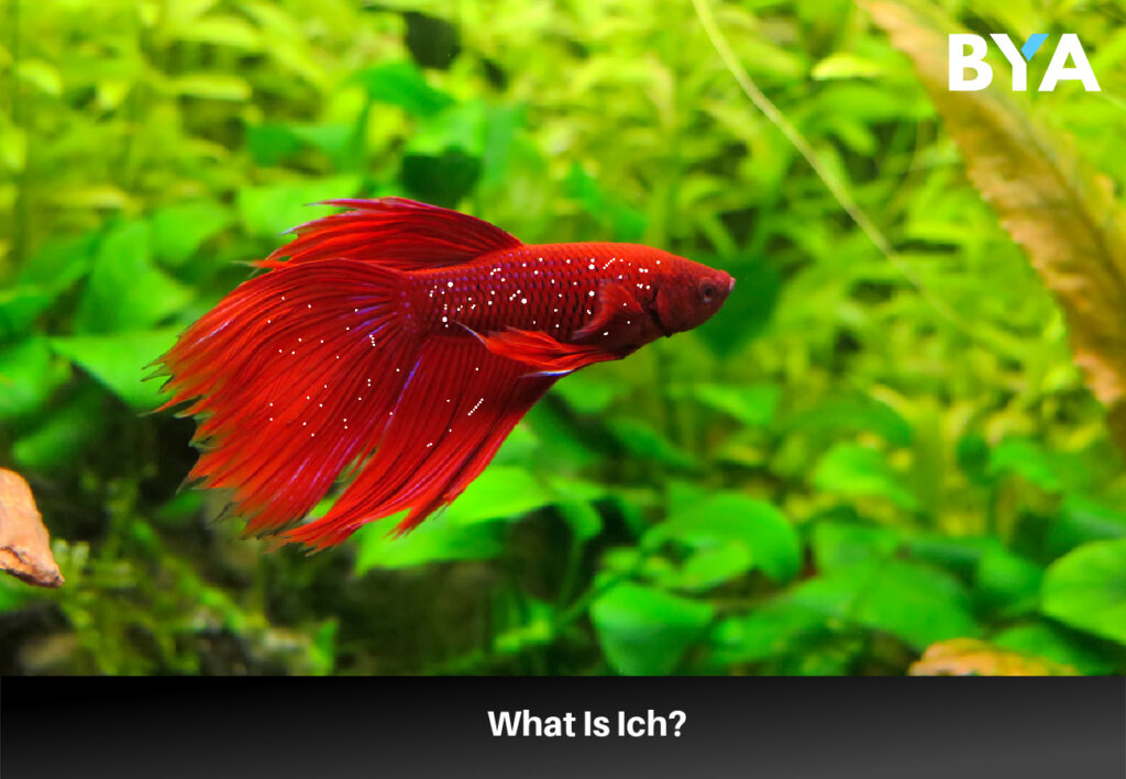 The Causes and Treatment Of Ich In Betta Fish