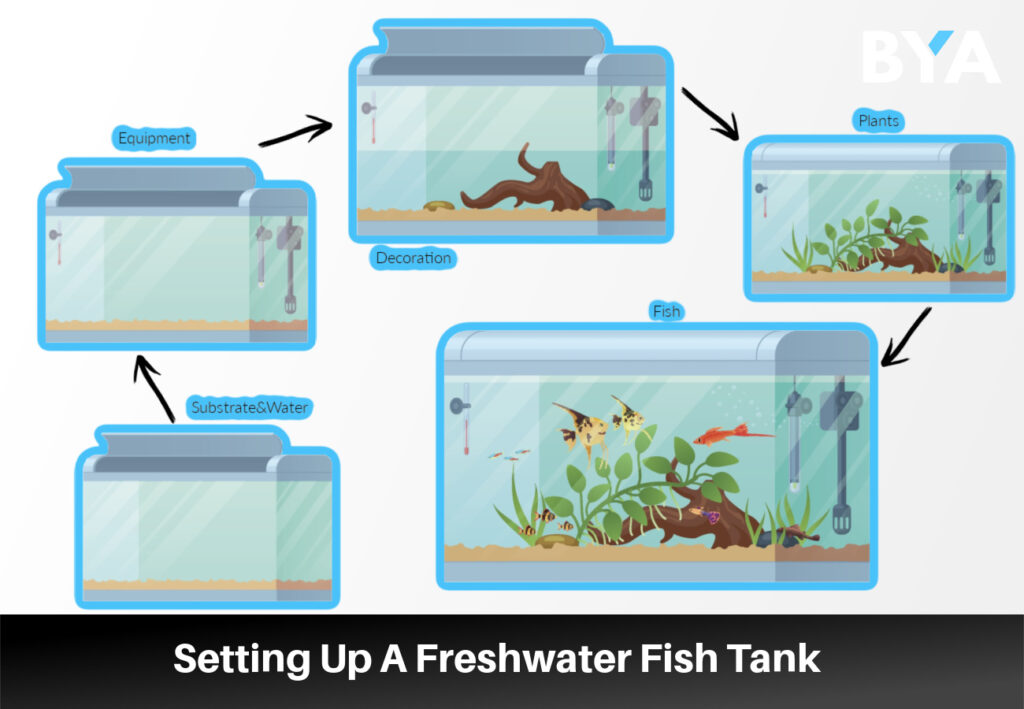 A Beginner’s Guide To Setting Up A Freshwater Fish Tank