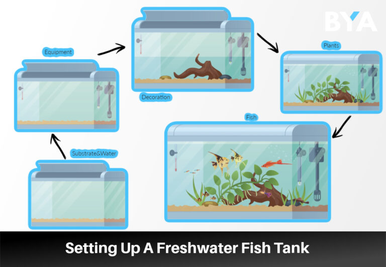 A Beginner’s Guide To Setting Up A Freshwater Fish Tank